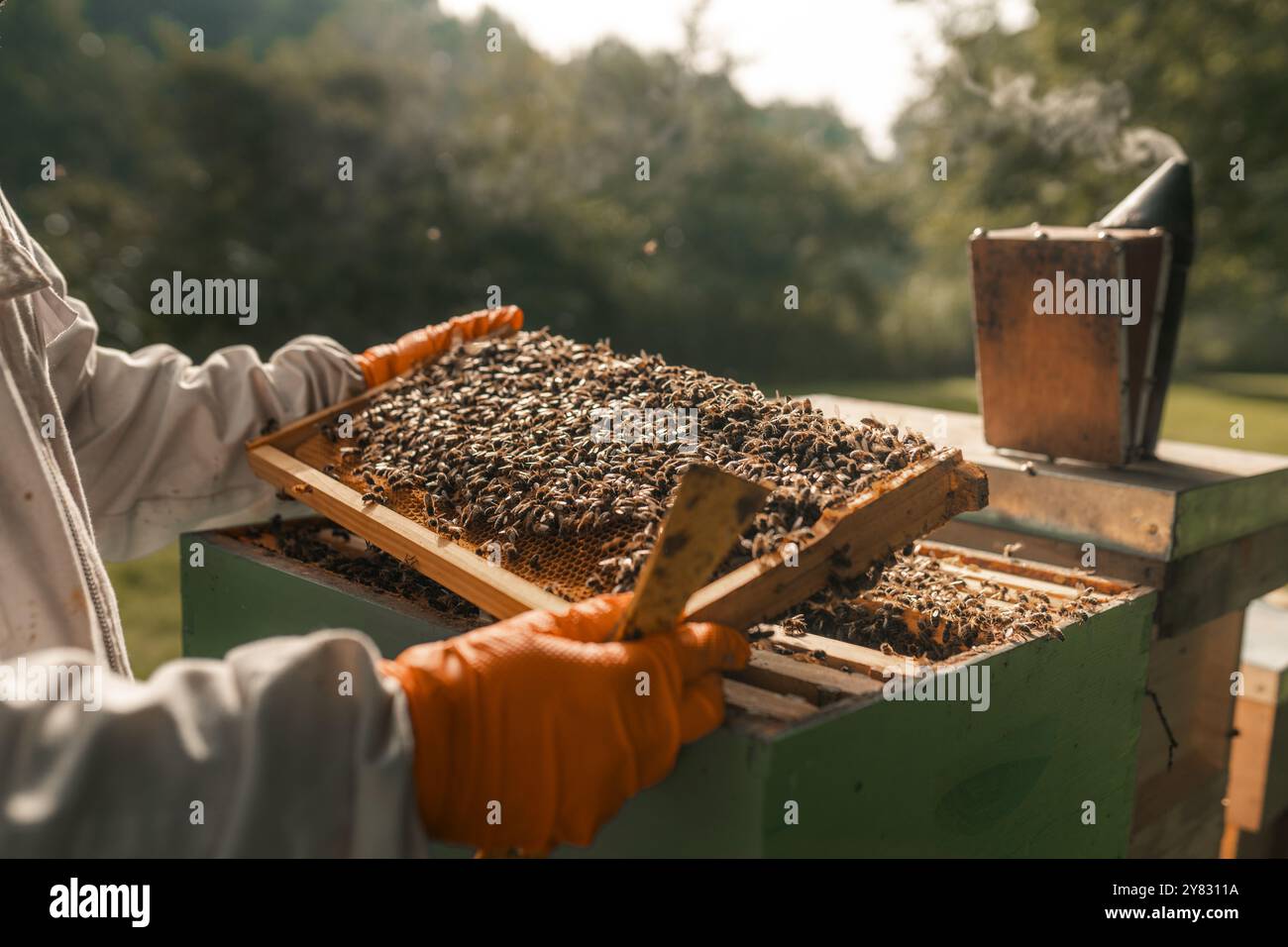 Beekeeping suit, honey bees, beekeeper, bee keeper, wooden bee boxes, hives, farming Stock Photo ...
