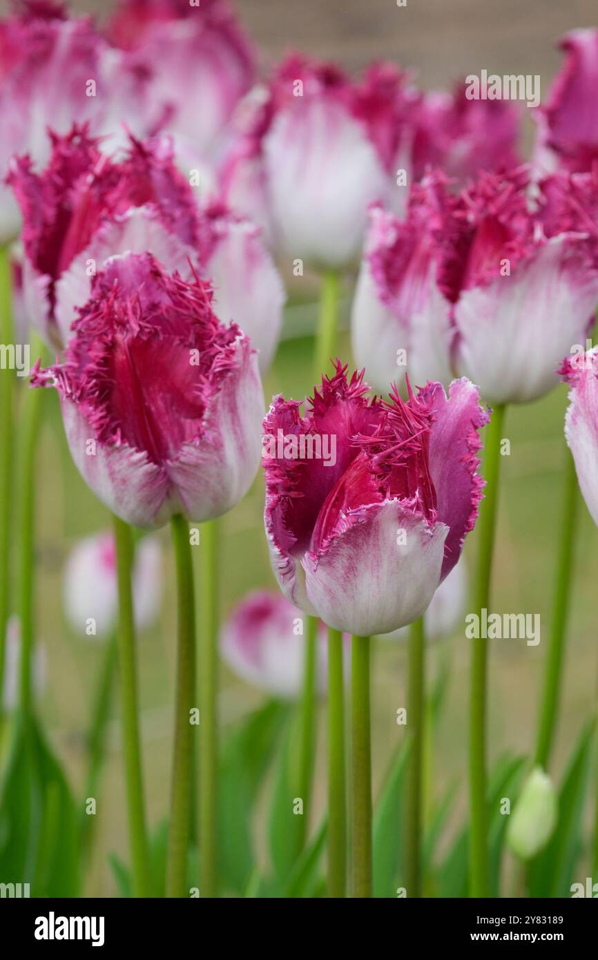 Tulipa eyelash hi-res stock photography and images - Alamy