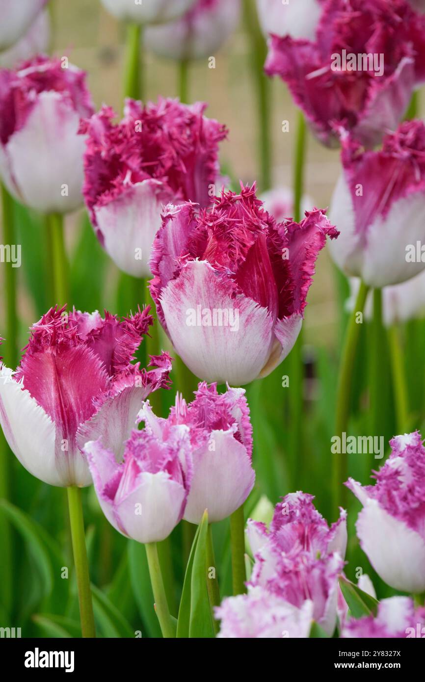 Tulip Eyelash, tulipa eyelash, two-tone, fringed tulip, soft white ...