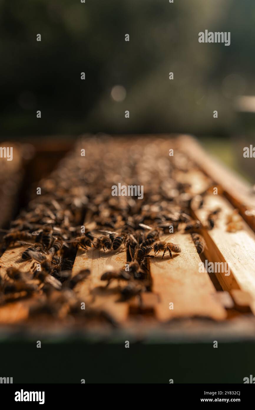 Close-up photo of honey bees on a wooden beehive, beekeeping hive ...