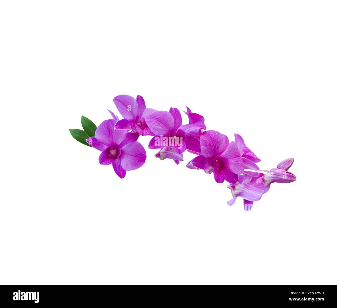 Cut out of purple Phalaenopsis Hybrids, also known as Moth Orchids ...