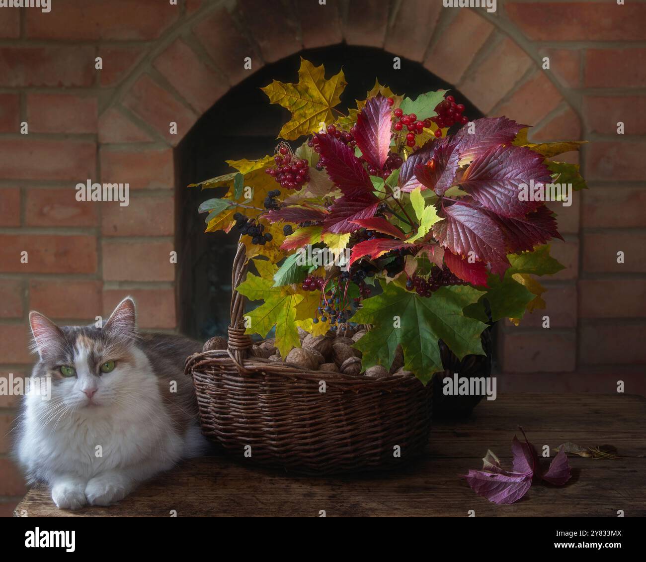 Autumn still life with melancholy kitty Stock Photo - Alamy