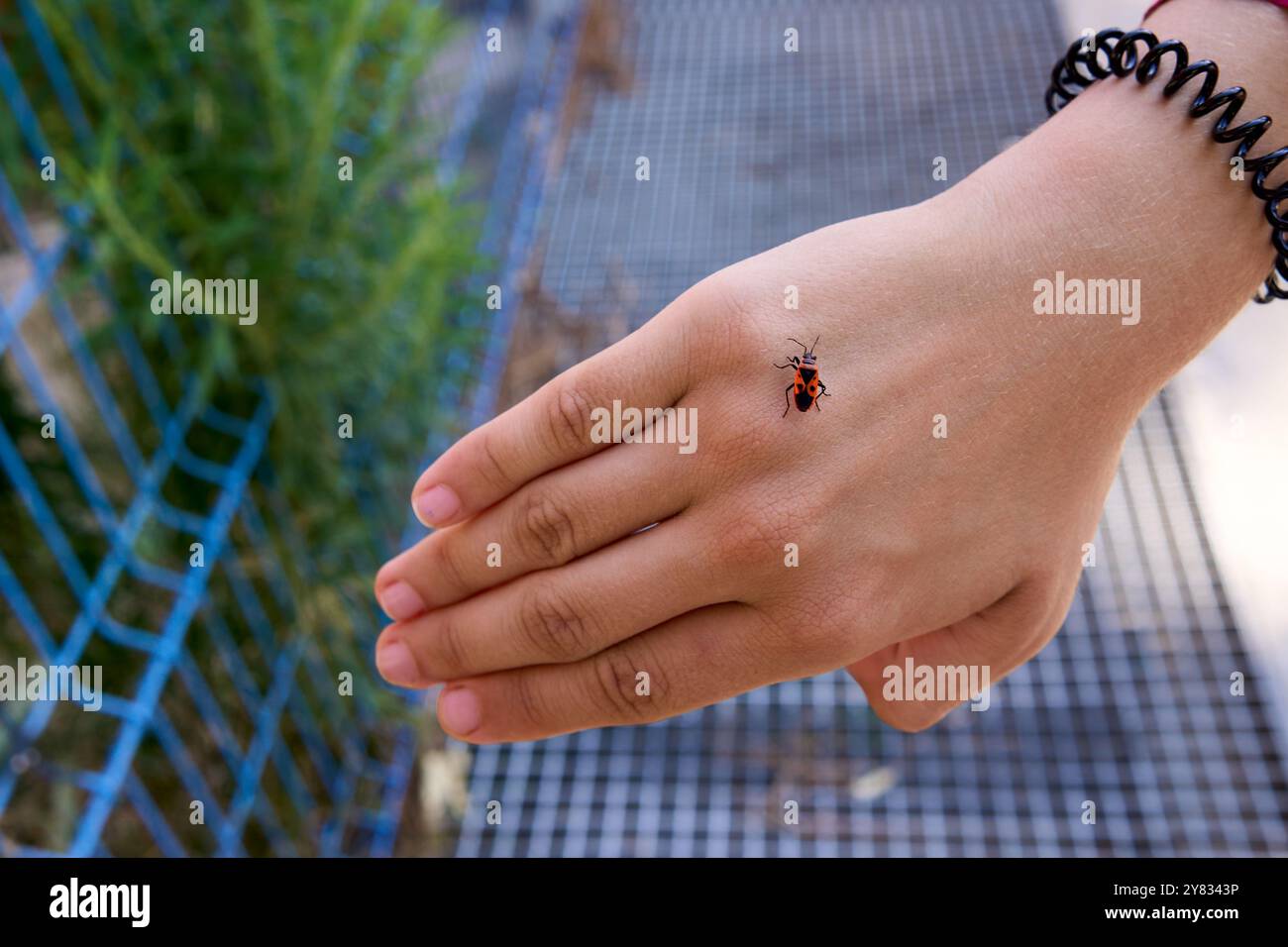 Ladybug on a woman's hand Stock Photo - Alamy