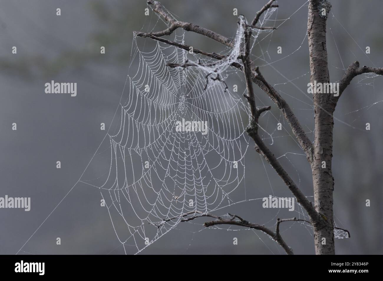 A spider web around a tree with tangled remnants around various ...