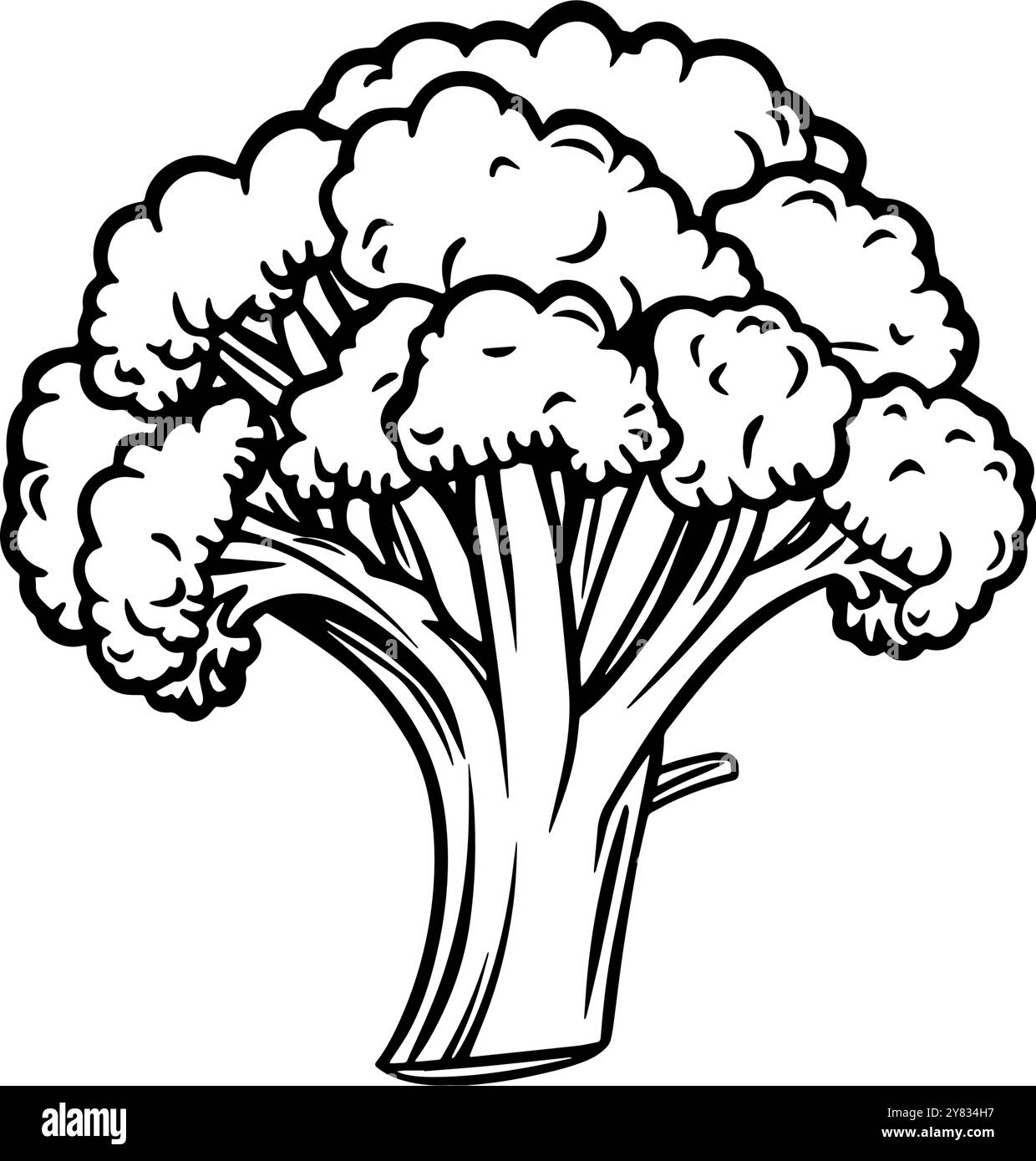 Broccoli hand-drawn vector Illustration Broccoli hand-drawn vector ...