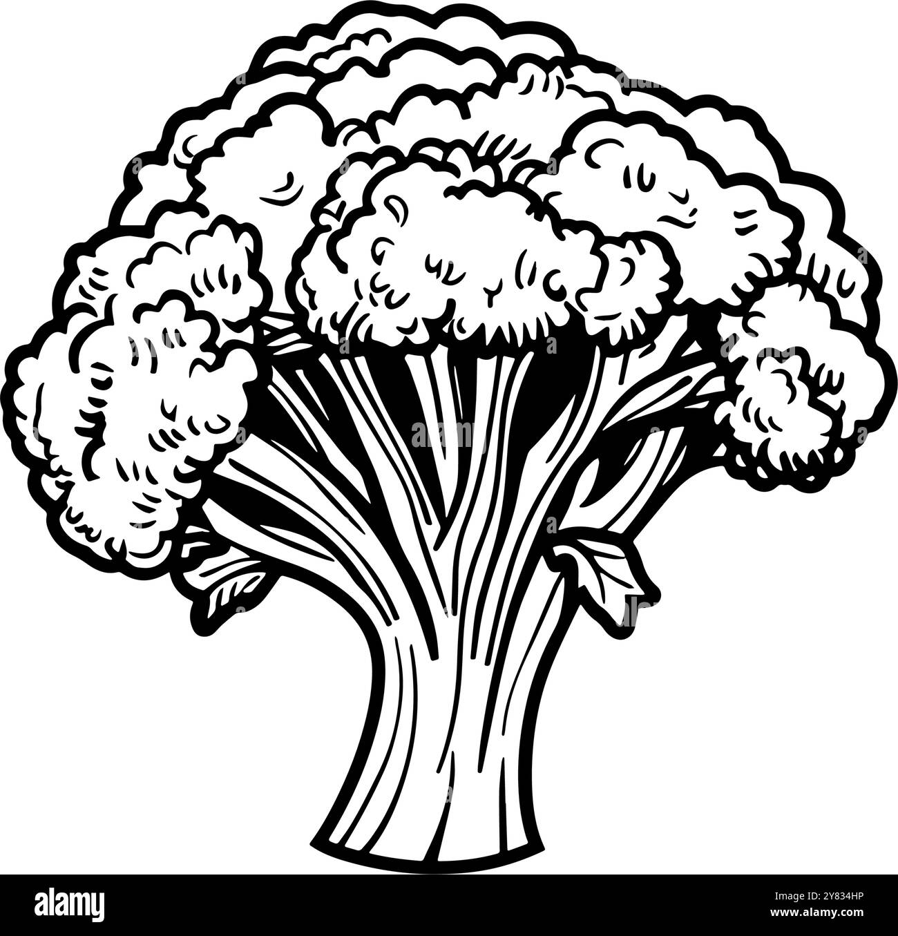 Broccoli hand-drawn vector Illustration Broccoli hand-drawn vector ...