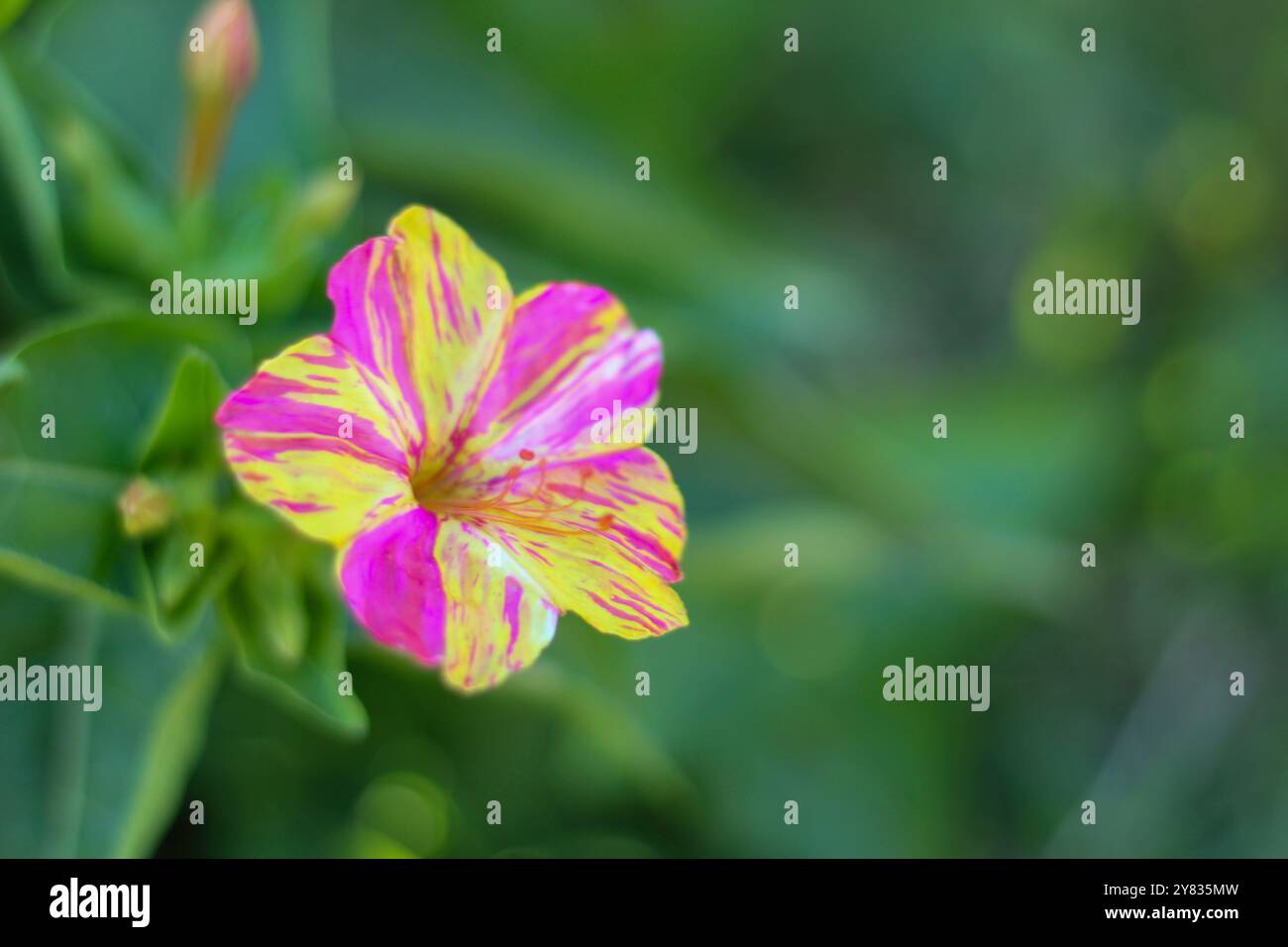 Blossom bright pink and yellow four o'clock flowers bloom gracefully ...