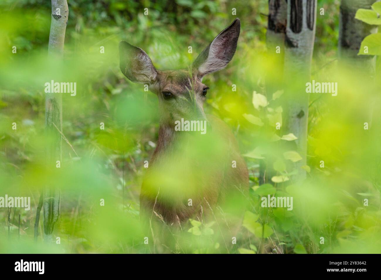Mule Deer doe in dense forest (Odocoileus hemionus), Canmore, Alberta ...