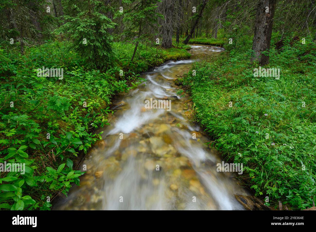 Mountain stream flowing through dense thick forest in the Canadian ...