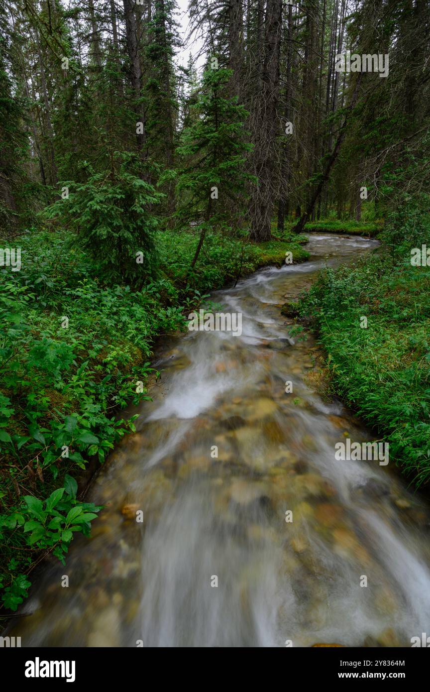 Mountain stream flowing through dense thick forest in the Canadian ...