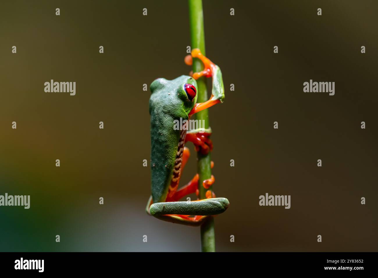Red-eyed Tree Frog (Agalychnis callidryas) of Costa Rica Stock Photo ...