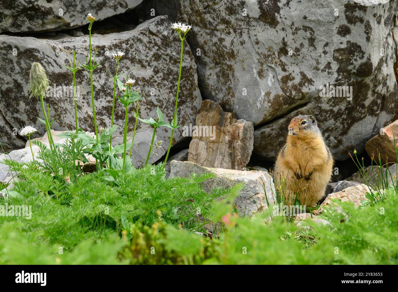 Yellow-bellied marmot (Marmota flaviventris) in an alpine mountain ...