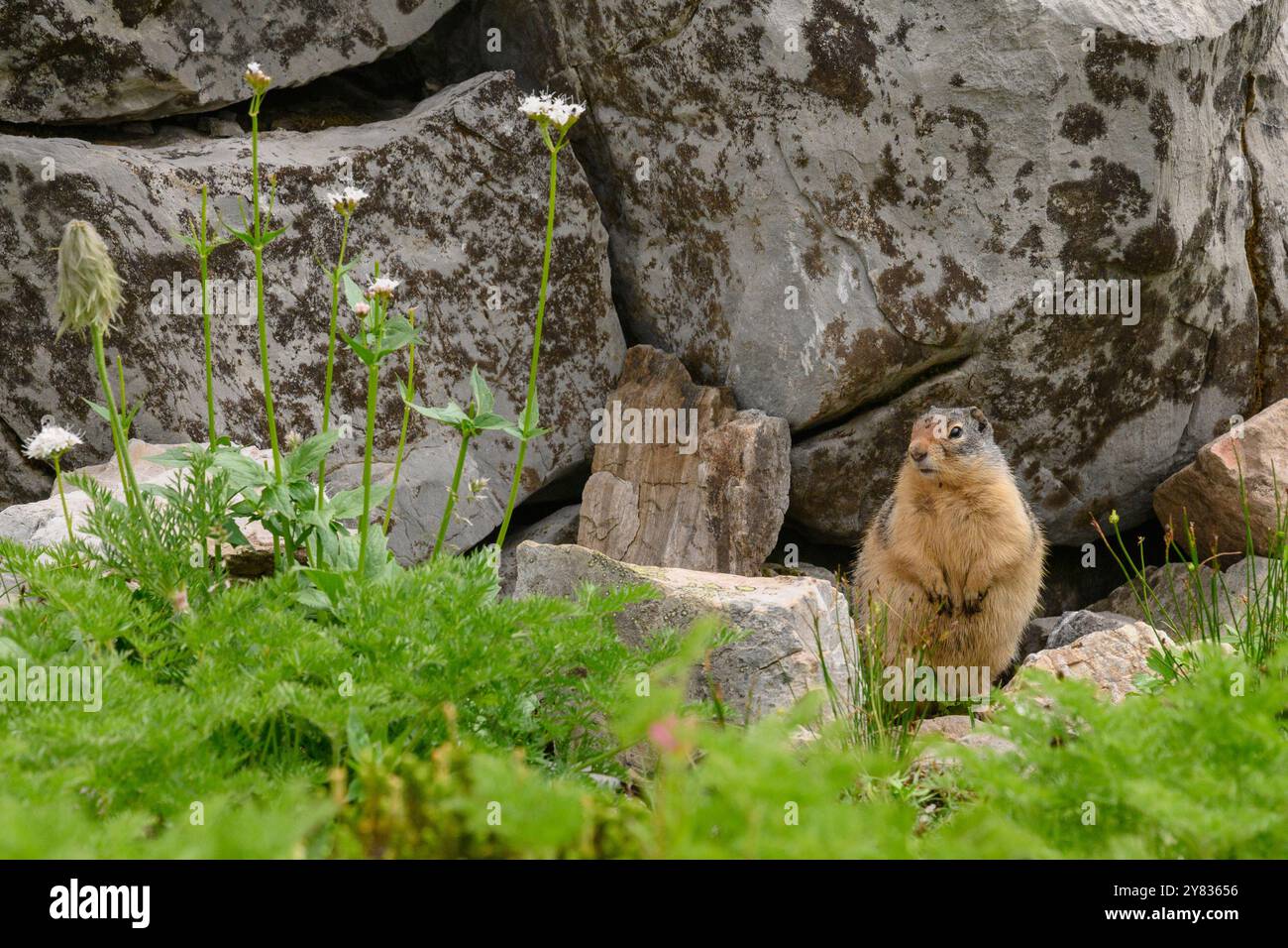 Yellow-bellied marmot (Marmota flaviventris) in an alpine mountain ...