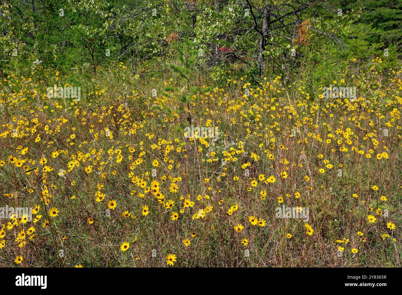 Helianthus yellow wild sunflowers in full bloom growing in a open field ...