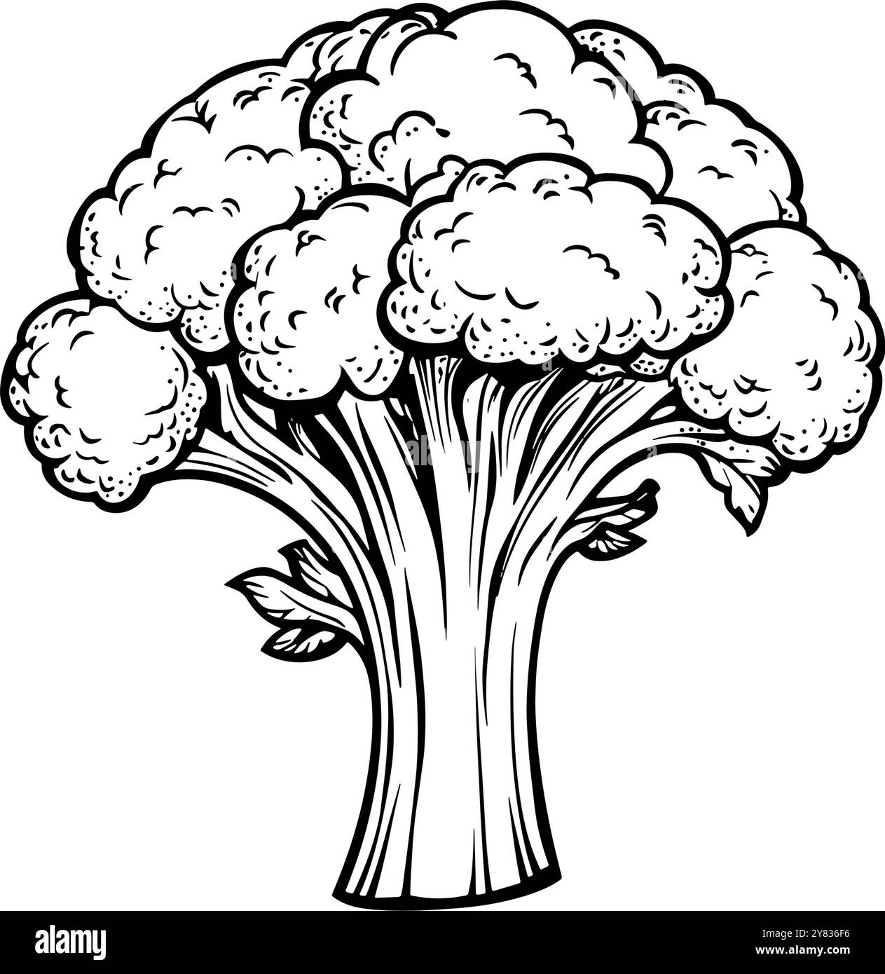 Broccoli hand-drawn vector Illustration Broccoli hand-drawn vector ...