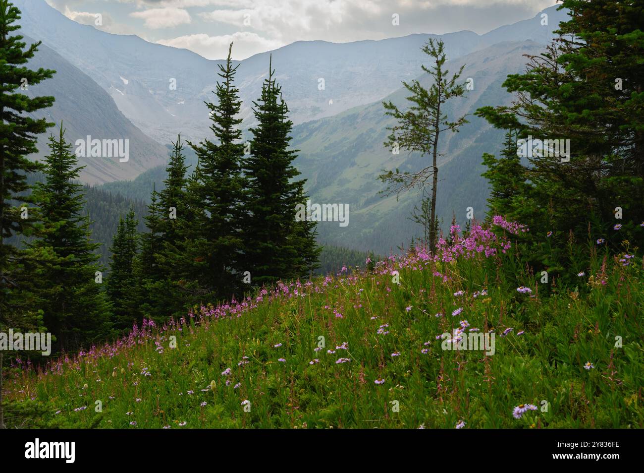 Alpine meadow with mountains and wildflowers along the Ptarmigan Cirque ...