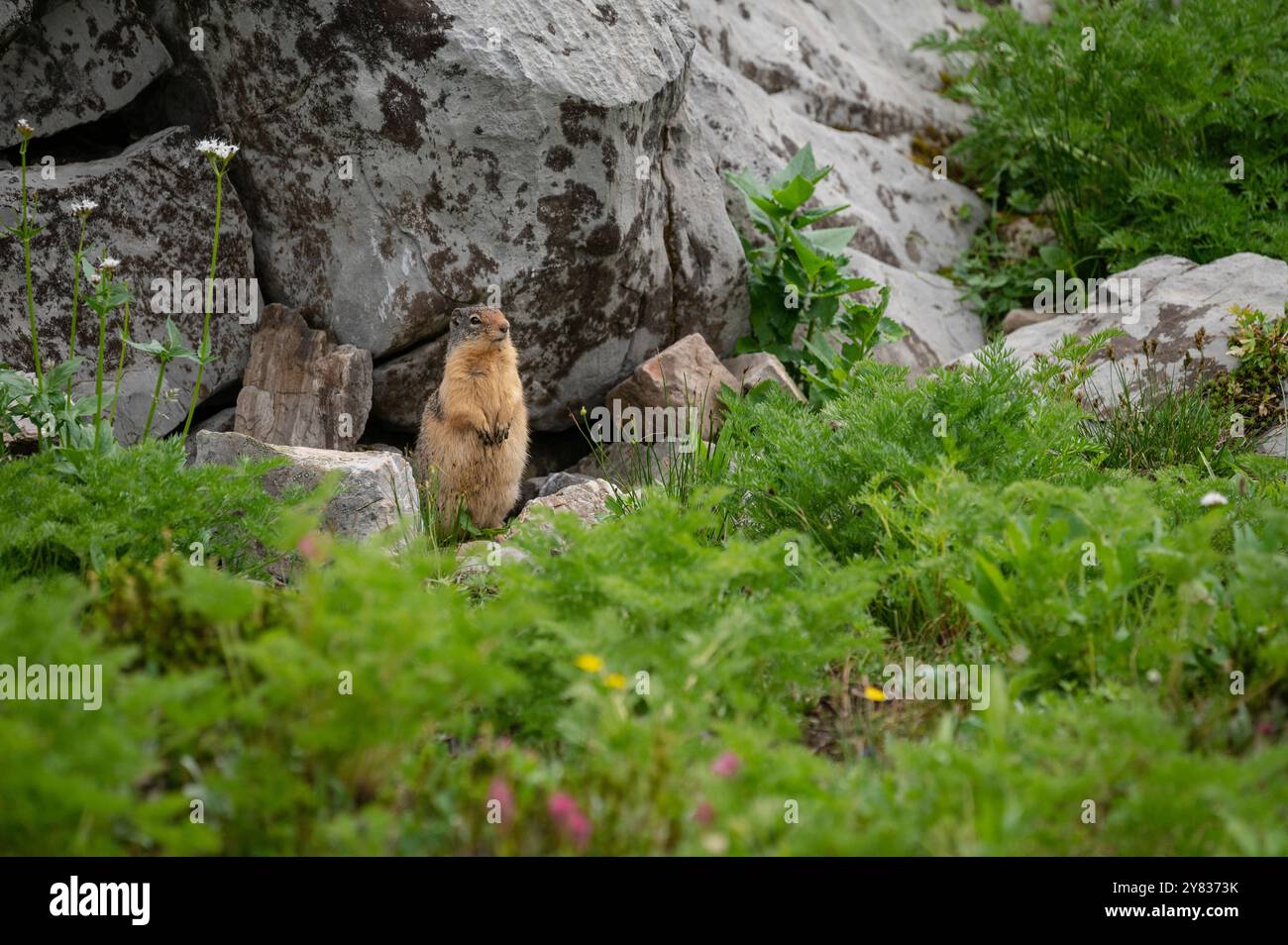Yellow-bellied marmot (Marmota flaviventris) in an alpine mountain ...