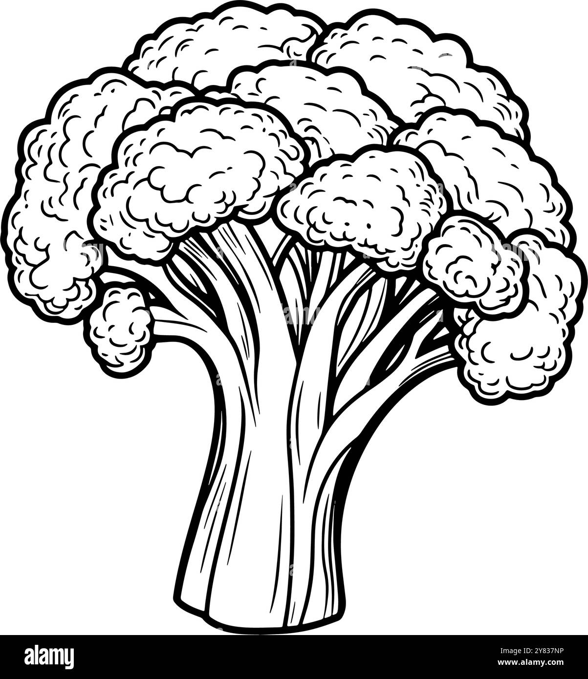 Broccoli hand-drawn vector Illustration Broccoli hand-drawn vector ...