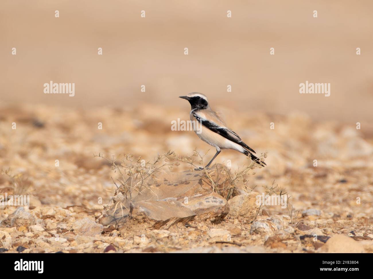 desert wheatear (Oenanthe deserti) at desert national park in Rajasthan ...