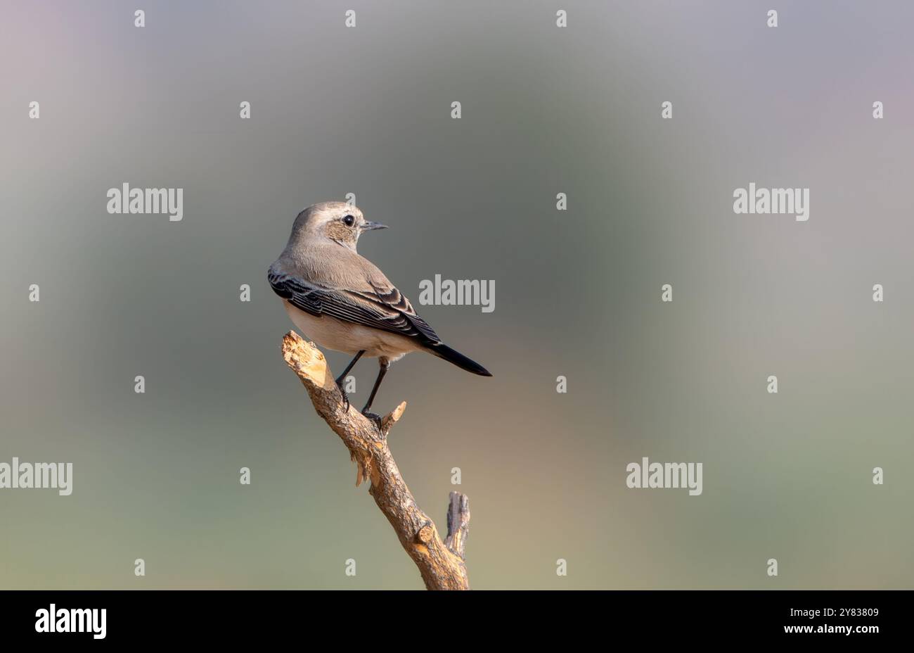 desert wheatear (Oenanthe deserti) at desert national park in Rajasthan ...