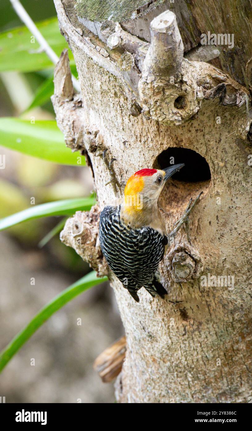 Hoffmann's Woodpecker (Melanerpes hoffmannii) of Costa Rica Stock Photo ...