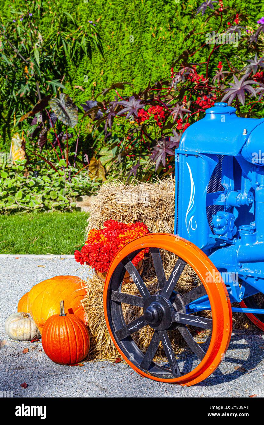 Brightly coloured antique tractor with pumkins Stock Photo - Alamy