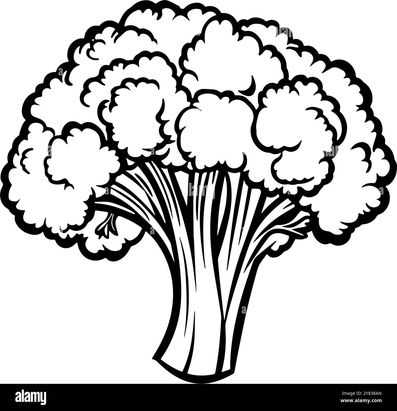 Broccoli hand-drawn vector Illustration Broccoli hand-drawn vector ...