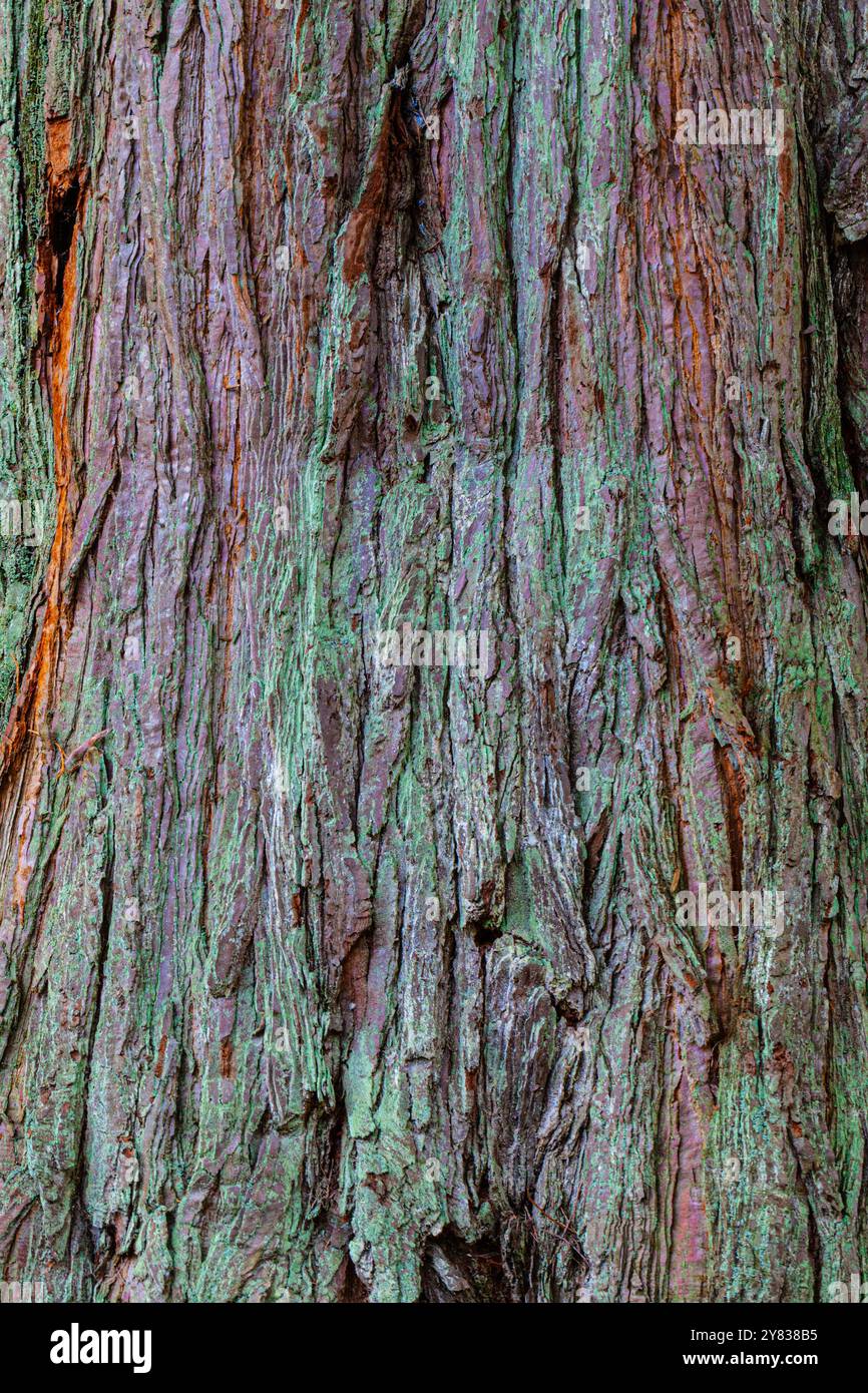 Western Red Cedar bark on a mature tree Stock Photo - Alamy