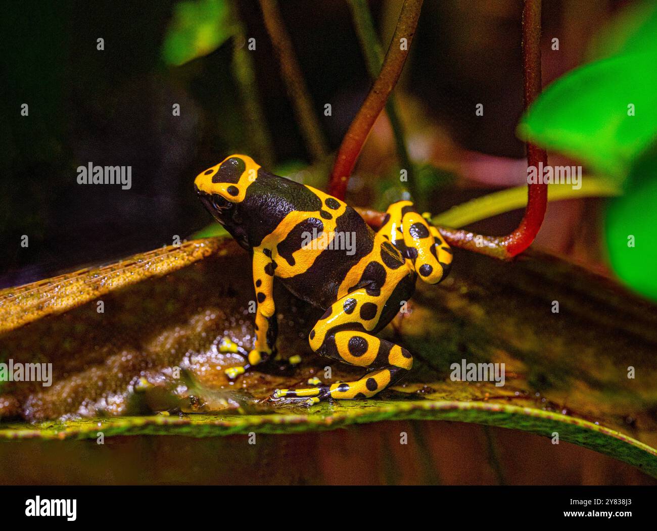 Yellow-banded poison dart frog or yellow-headed poison dart frog ...