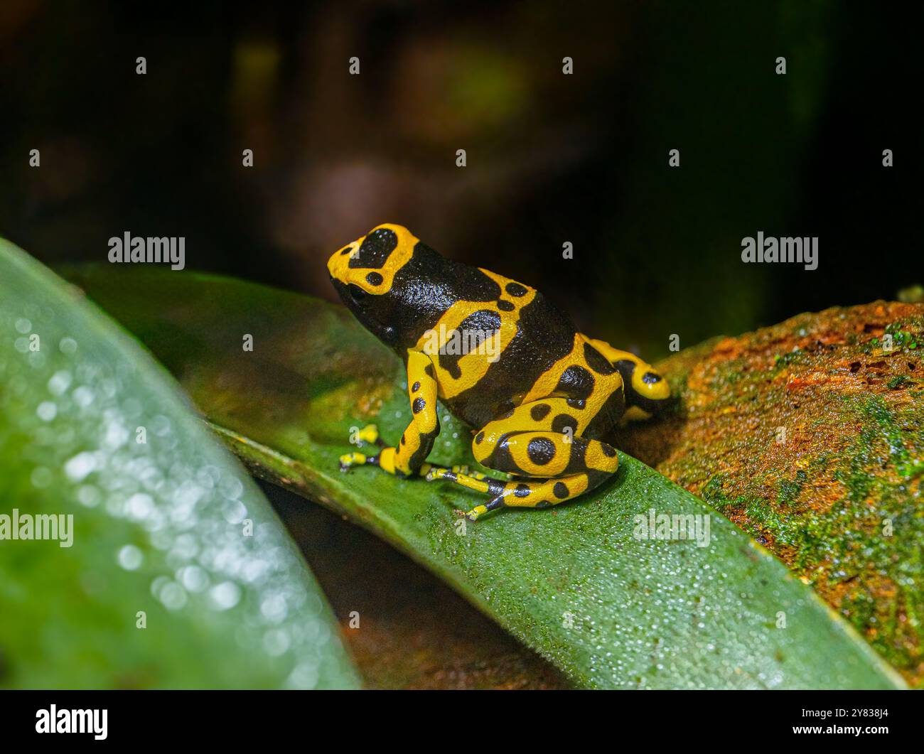 Yellow-banded poison dart frog or yellow-headed poison dart frog ...