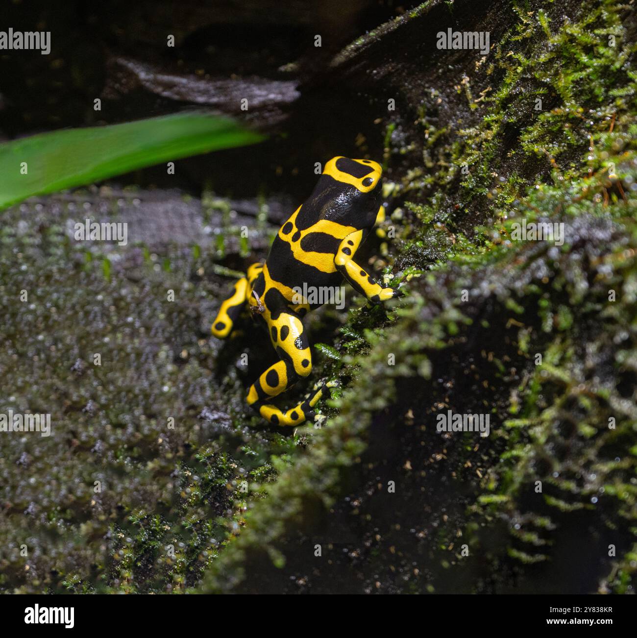 Yellow-banded poison dart frog or yellow-headed poison dart frog ...
