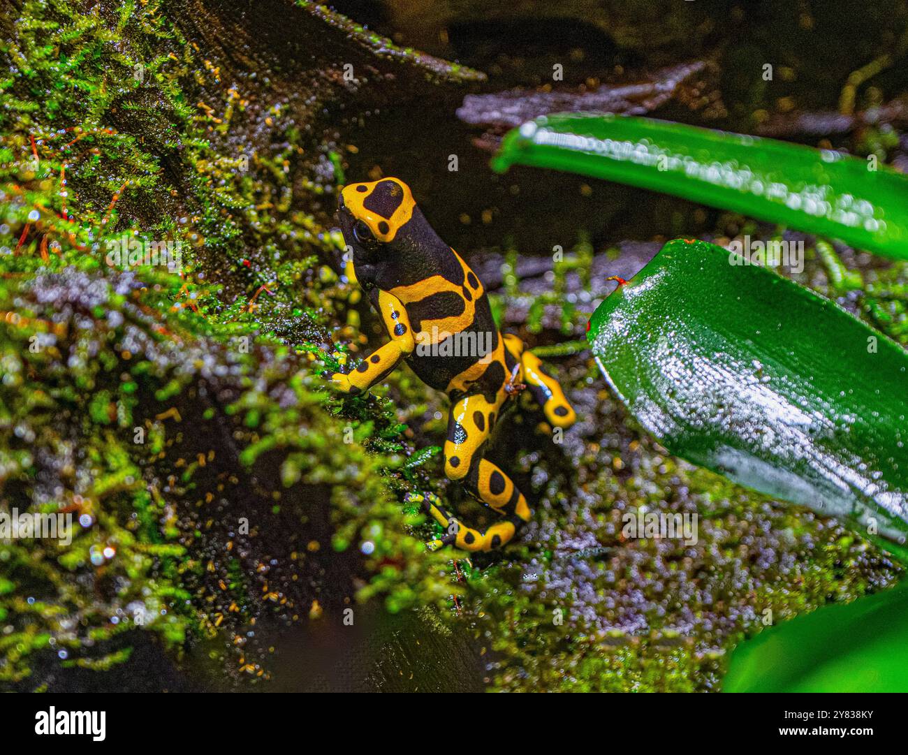 Yellow-banded poison dart frog or yellow-headed poison dart frog ...