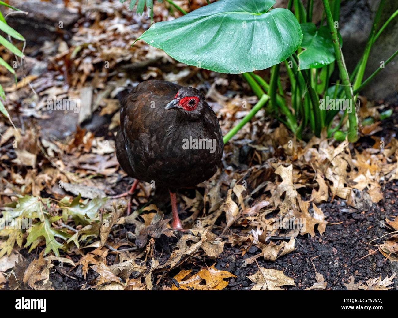 Edwards‘s pheasant female (Lophura edwardsi Stock Photo - Alamy