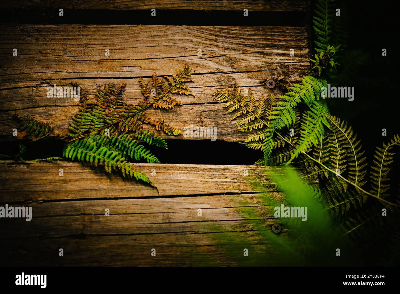 In a forest path made of wooden planks, green fern leaves lay in the ...