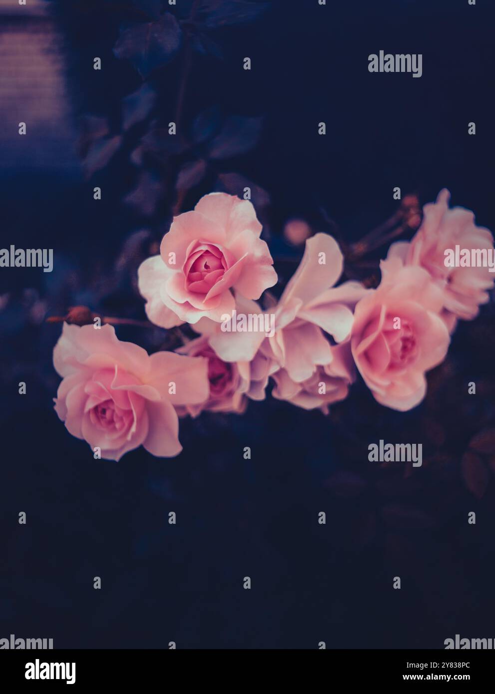In the garden, at dusk on a summer's eve, beautiful pink roses bloom on ...