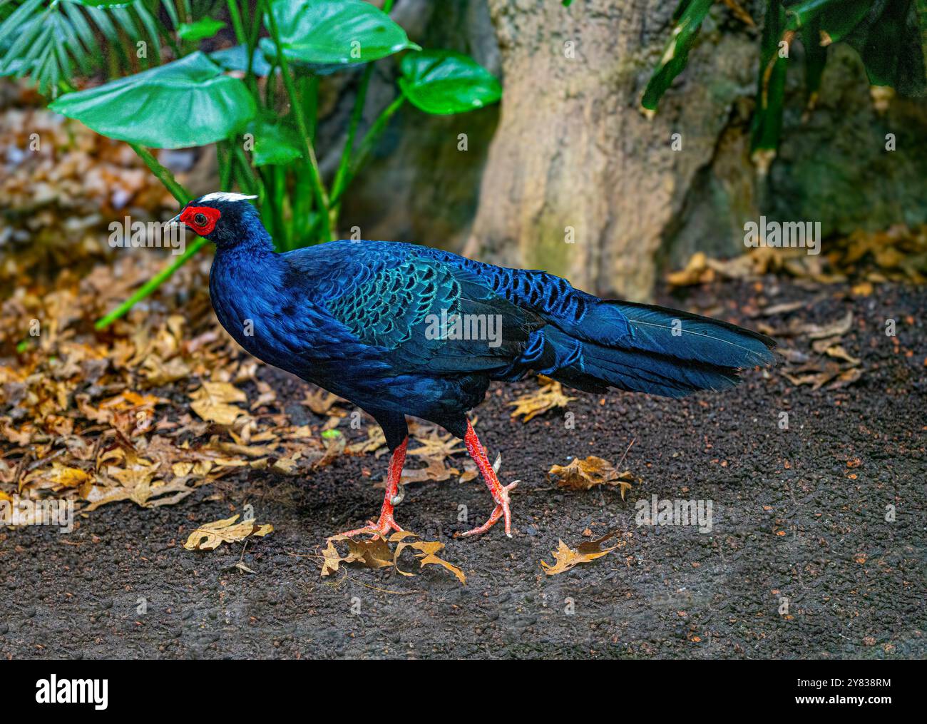 Edwards‘s pheasant (Lophura edwardsi Stock Photo - Alamy