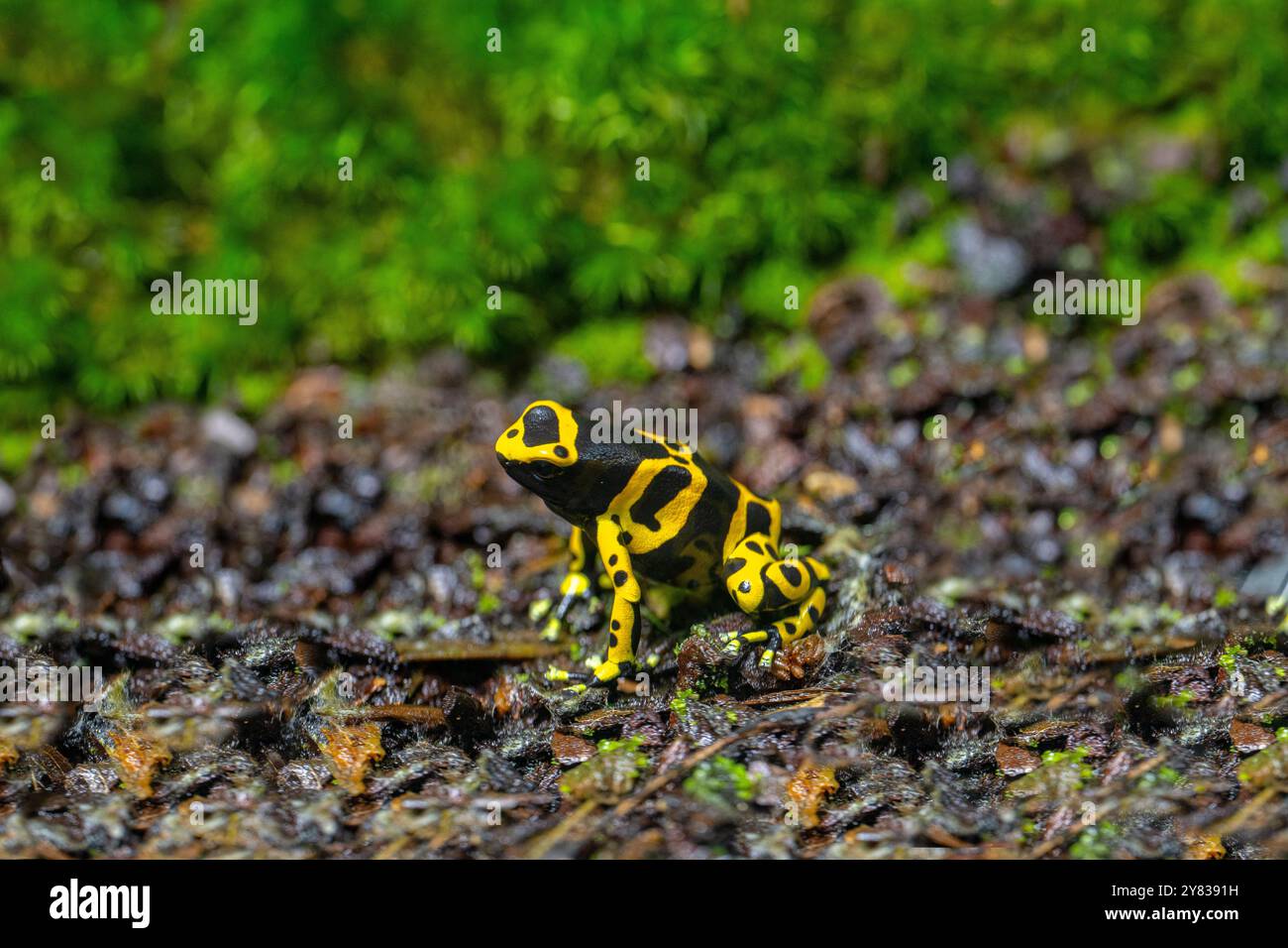 Yellow-banded poison dart frog or yellow-headed poison dart frog ...