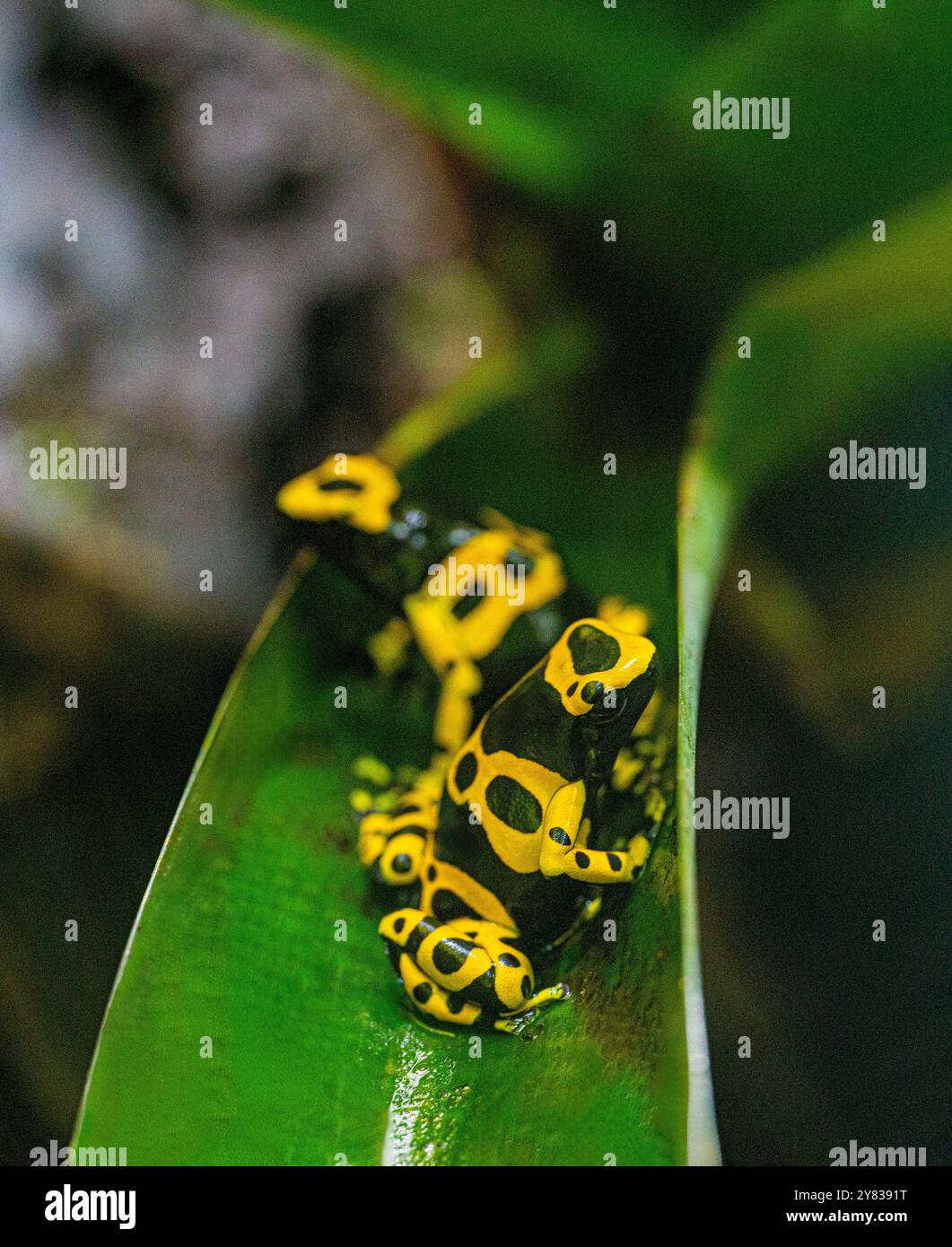 Yellow-banded poison dart frog or yellow-headed poison dart frog ...
