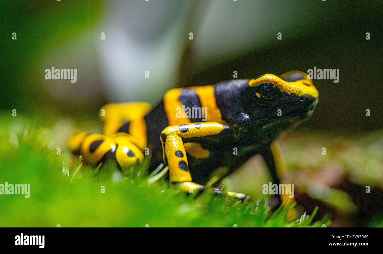 Yellow-banded poison dart frog or yellow-headed poison dart frog ...
