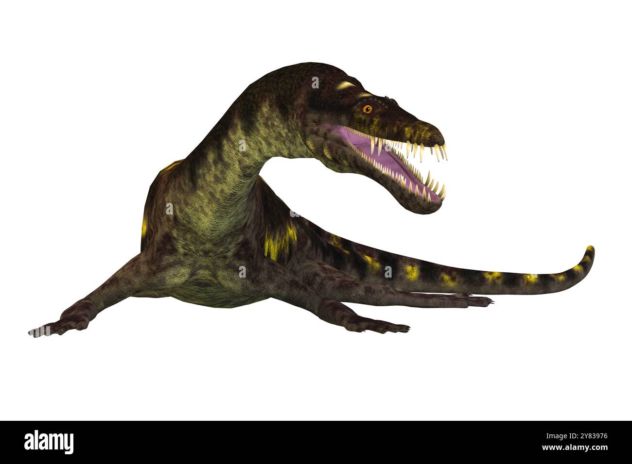 Nothosaurus was a semi-aquatic carnivorous reptile that lived in the ...