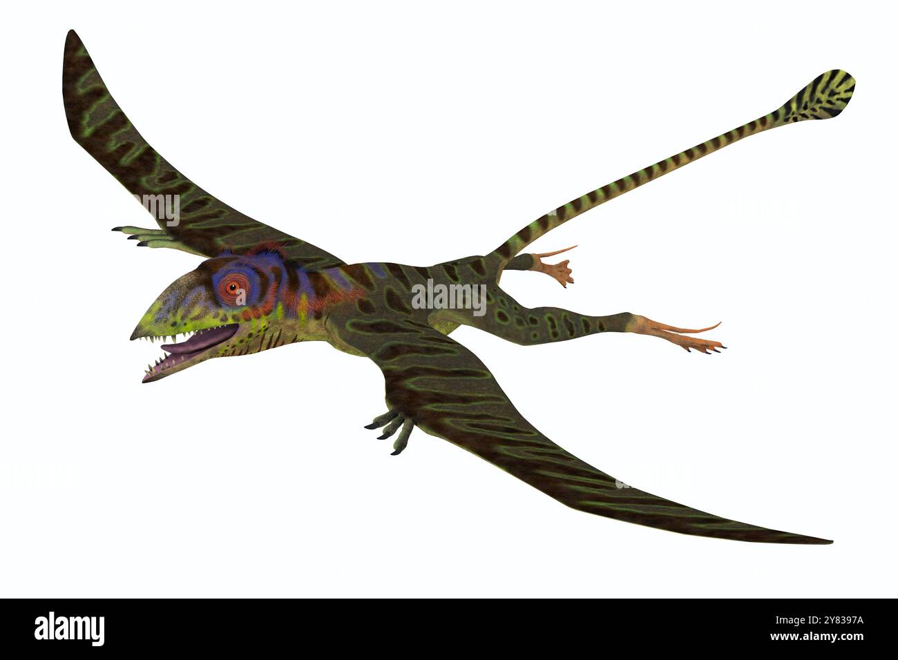 Peteinosaurus was a small carnivorous pterosaur from the Triassic ...
