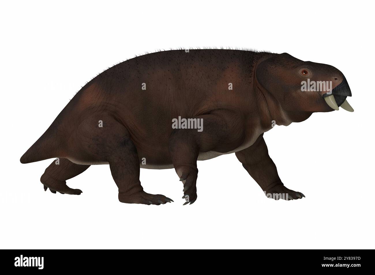 Placerias was a herbivorous dicynodont dinosaur that lived in Arizona ...