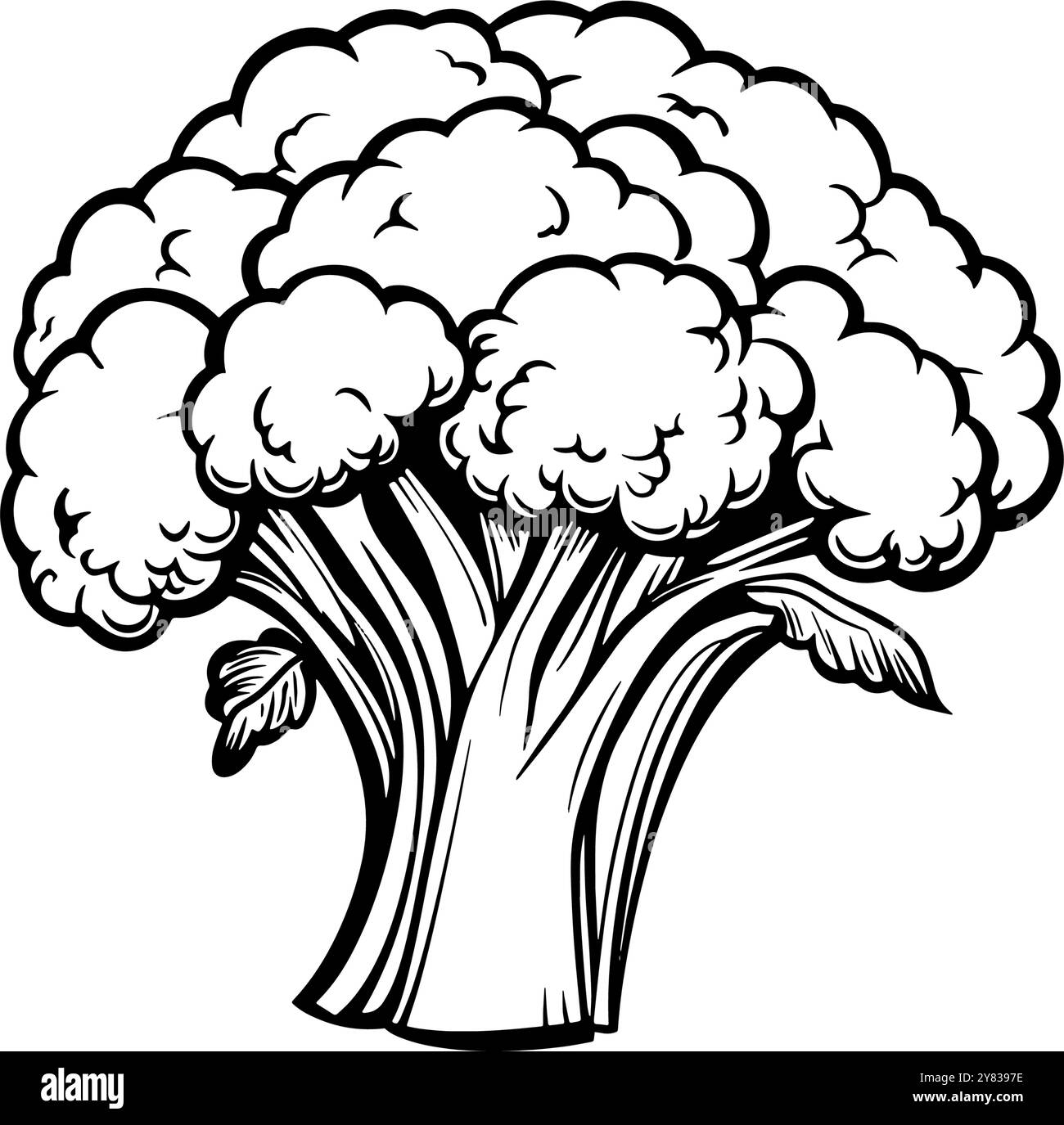 Broccoli hand-drawn vector Illustration Broccoli hand-drawn vector ...