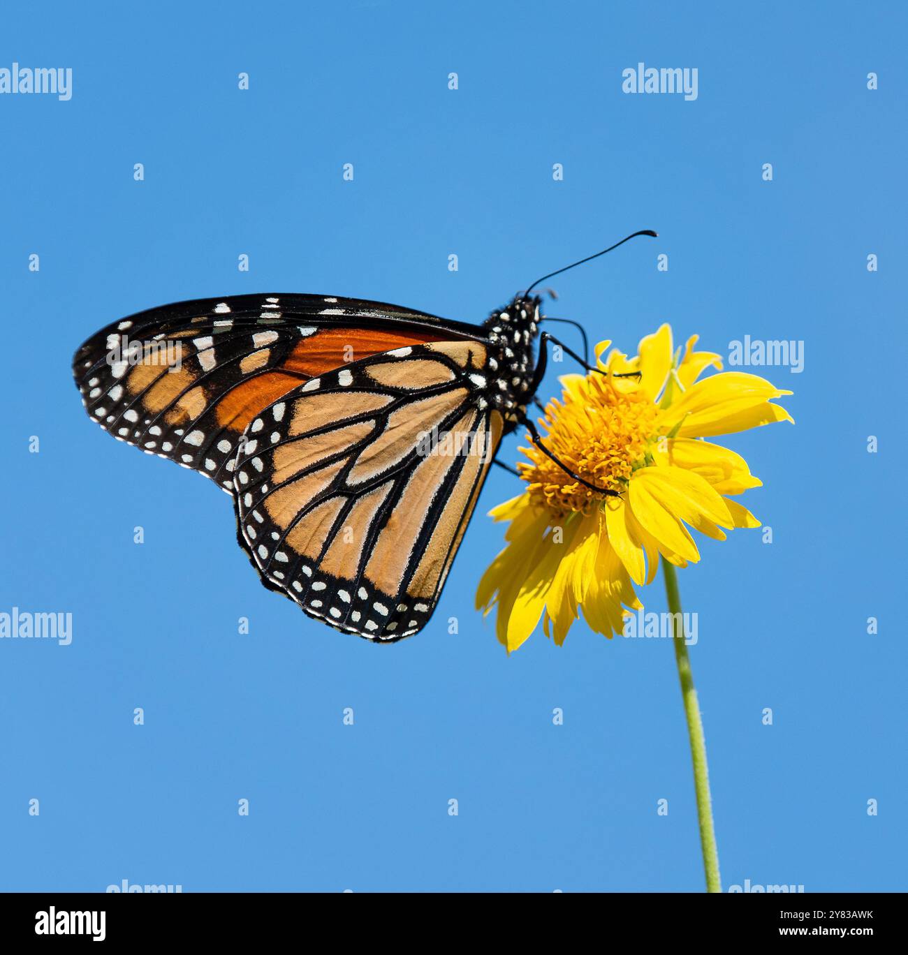 Migrating Monarch butterfly (Danaus plexippus) feeding on a Golden ...