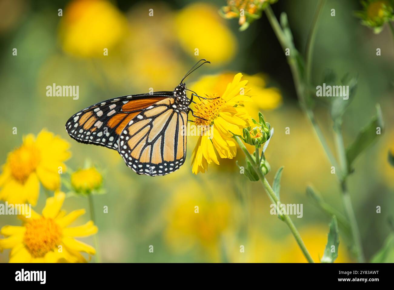 Migrating Monarch butterfly (Danaus plexippus) feeding on Golden ...