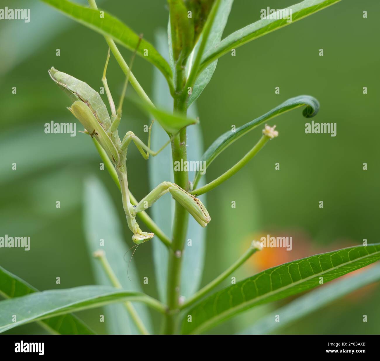 Camouflaged Praying Mantis insect hiding in a milkweed plant Stock ...