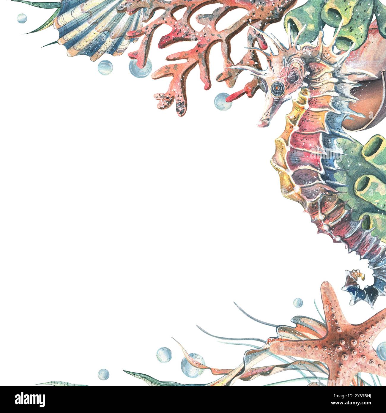 Seahorse, jellyfish, seashell, coral, starfish, sea sponge, algae ...
