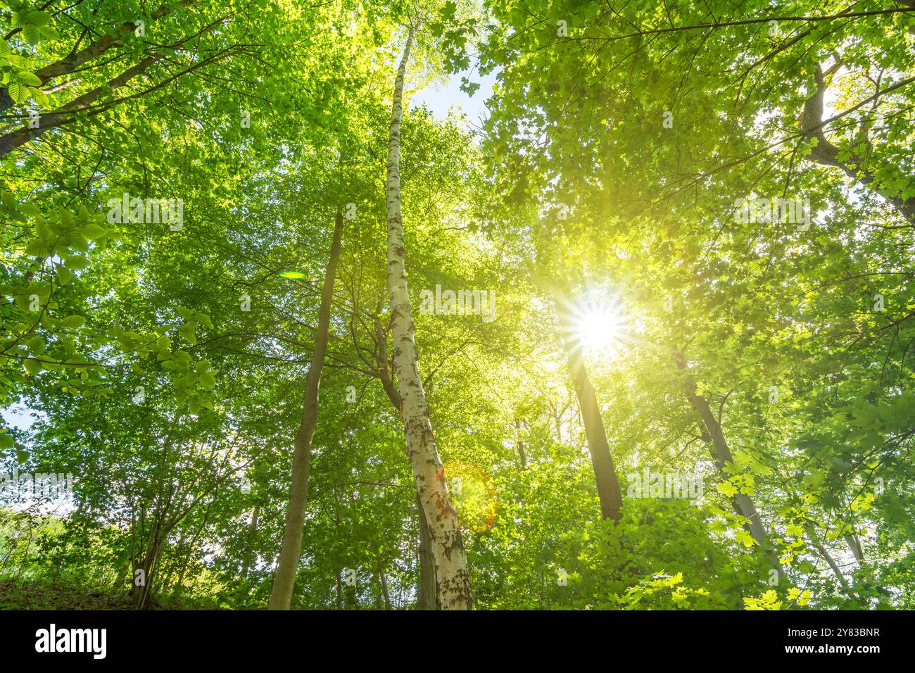Birch tree in the lush green forest in spring with scenic sun rays ...