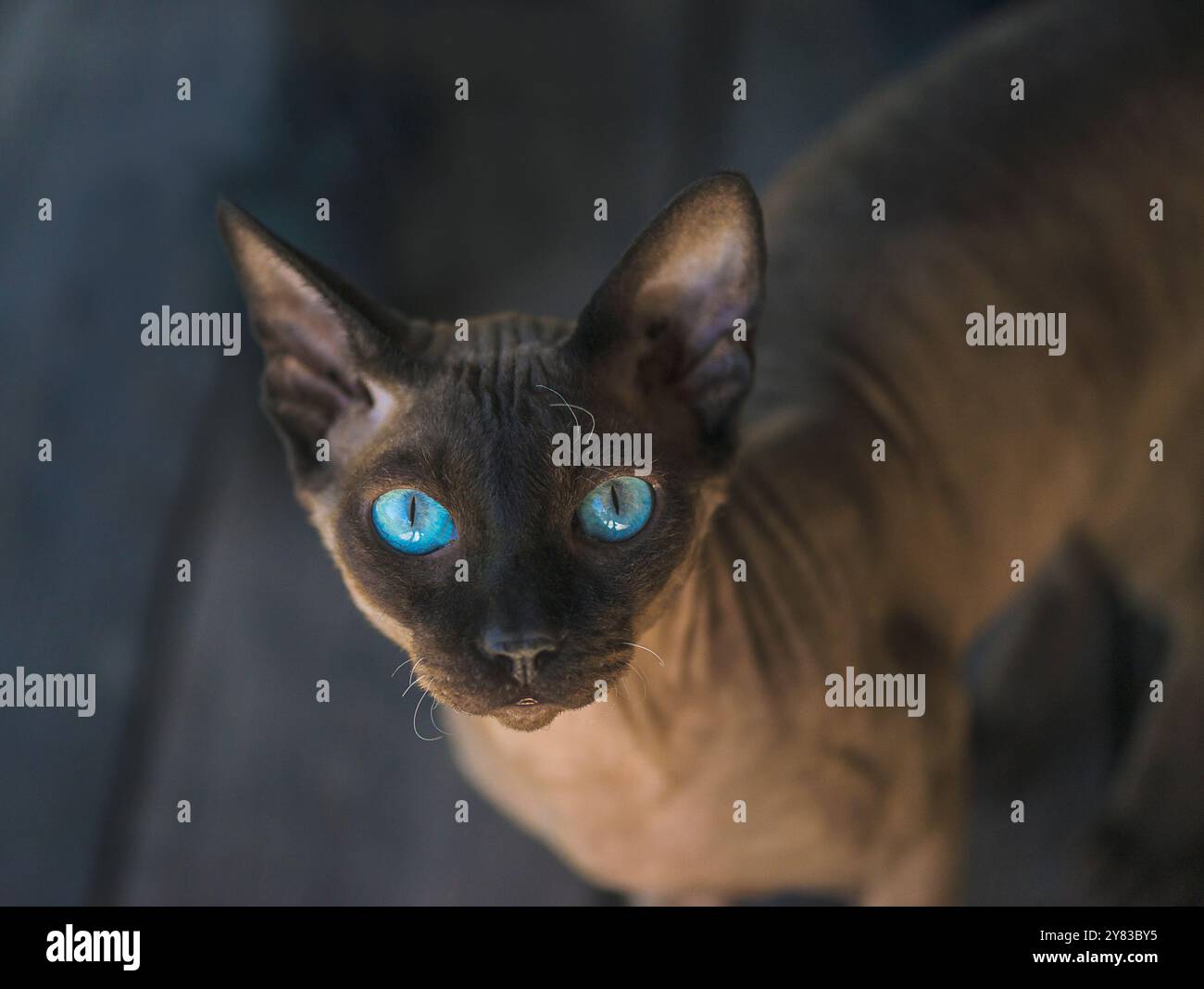Beautiful sphynx cat Stock Photo - Alamy