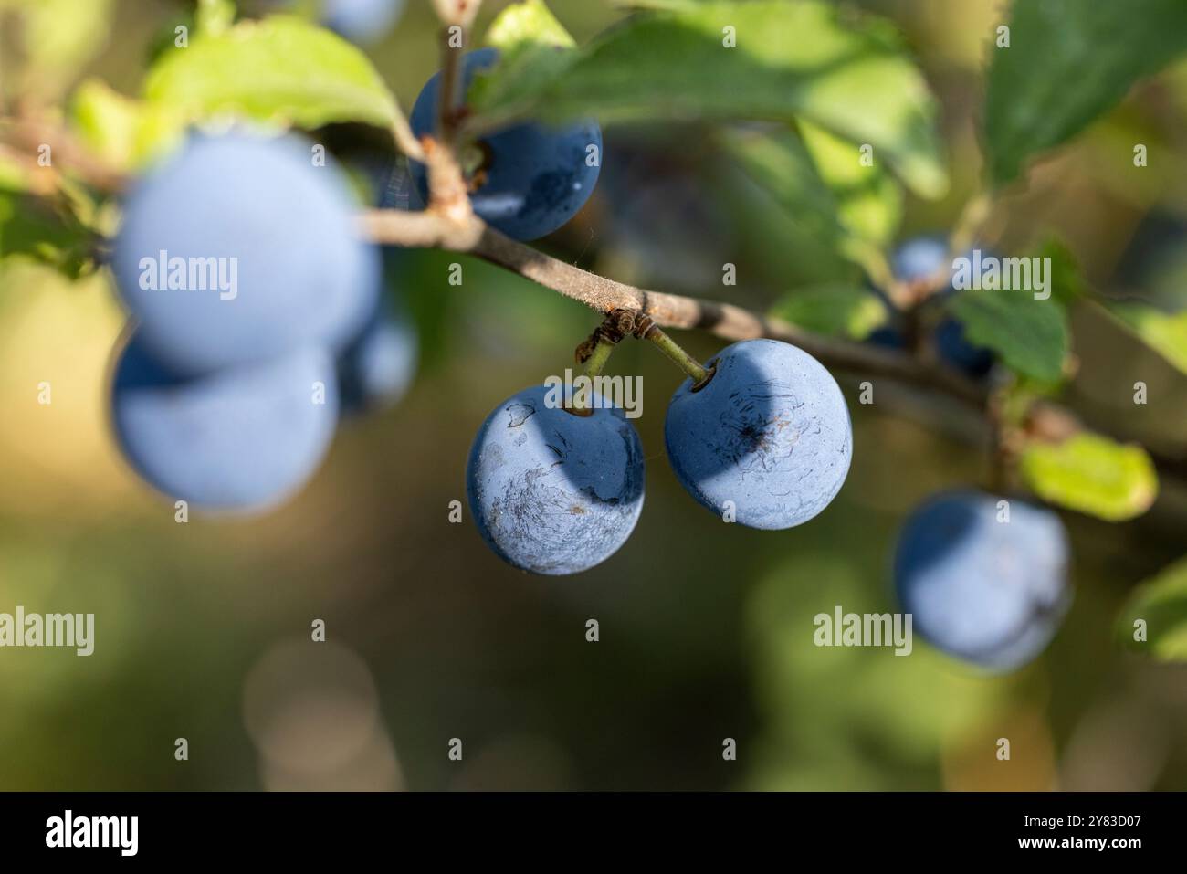 Branch of blackthorn is bearing ripe sloe berries in the sunshine Stock ...